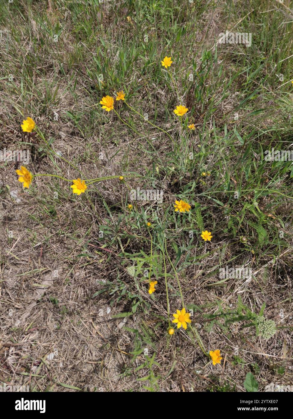 Lance-leaved Coreopsis (Coreopsis lanceolata Stock Photo - Alamy
