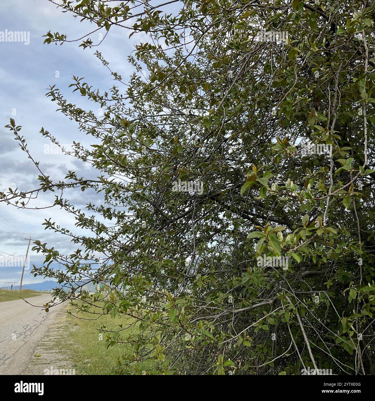 chokecherry (Prunus virginiana Stock Photo - Alamy