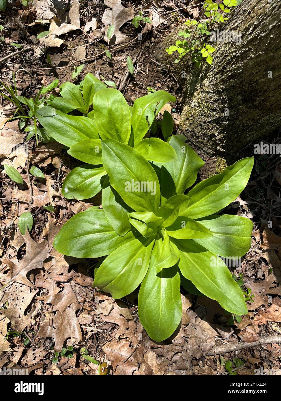 American columbo (Frasera caroliniensis Stock Photo - Alamy