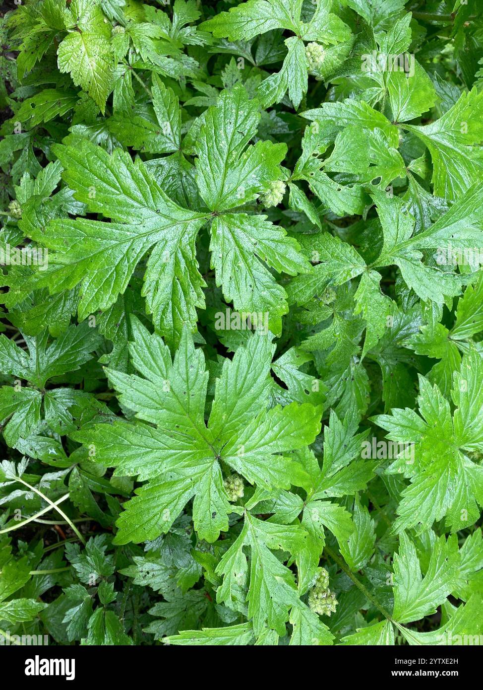 Pacific Waterleaf (Hydrophyllum tenuipes Stock Photo - Alamy