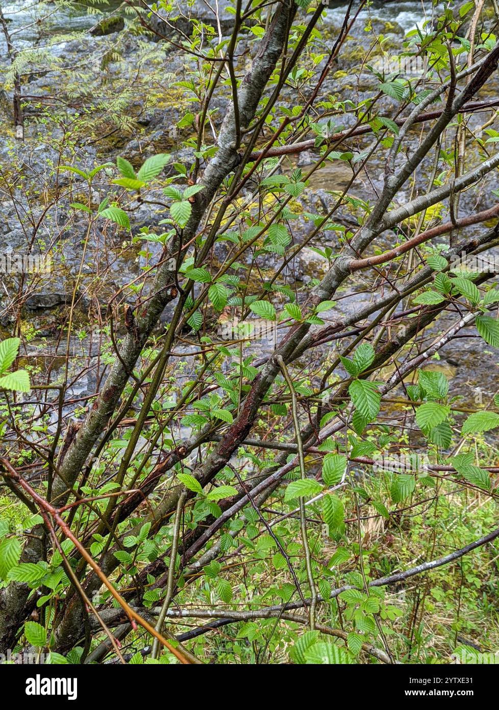 Red Alder (Alnus rubra Stock Photo - Alamy