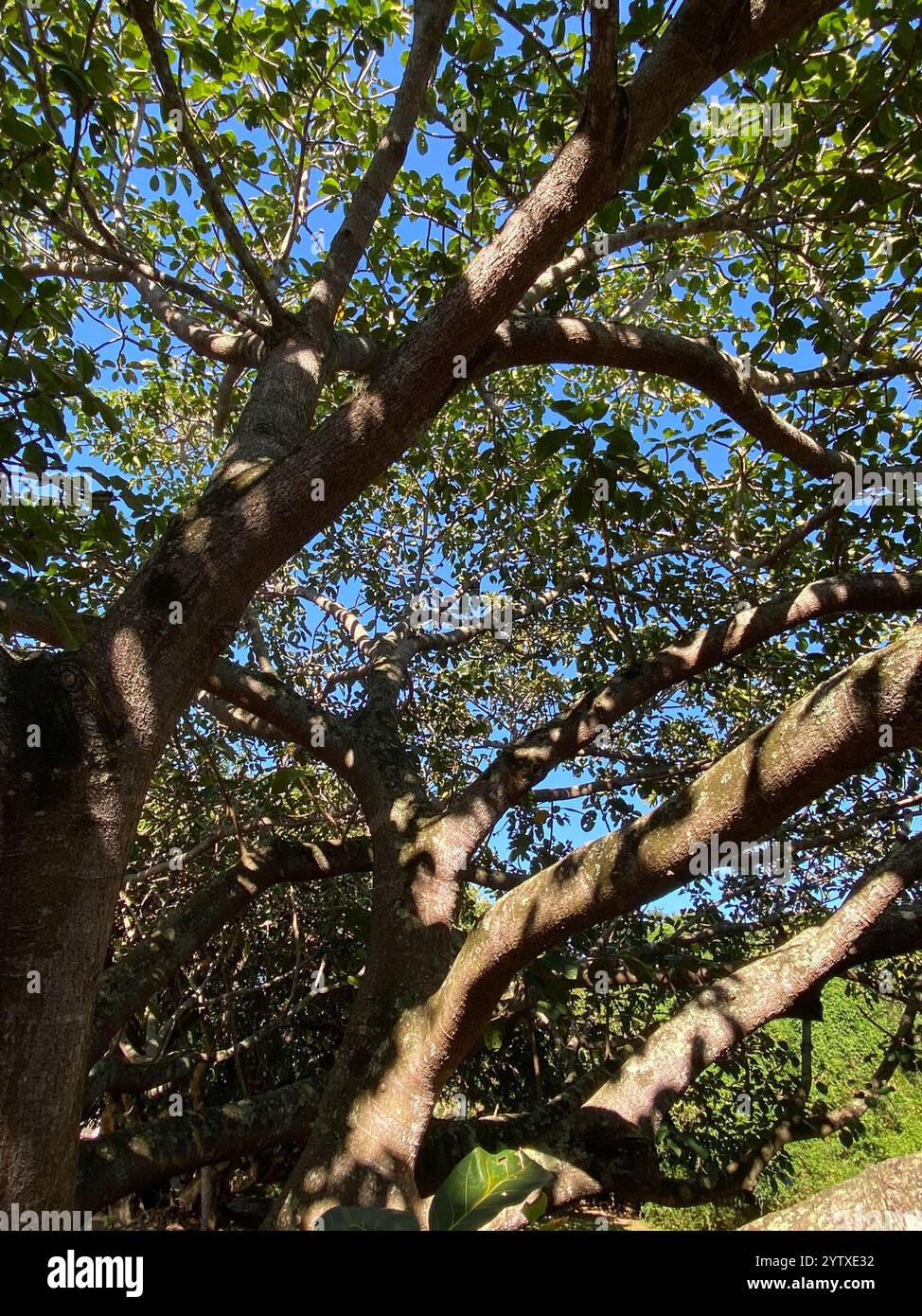 Giantleaf Fig (Ficus lutea Stock Photo - Alamy
