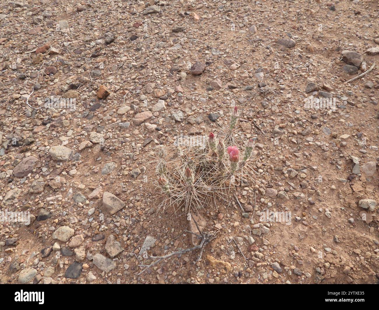 Grusonia hi-res stock photography and images - Alamy