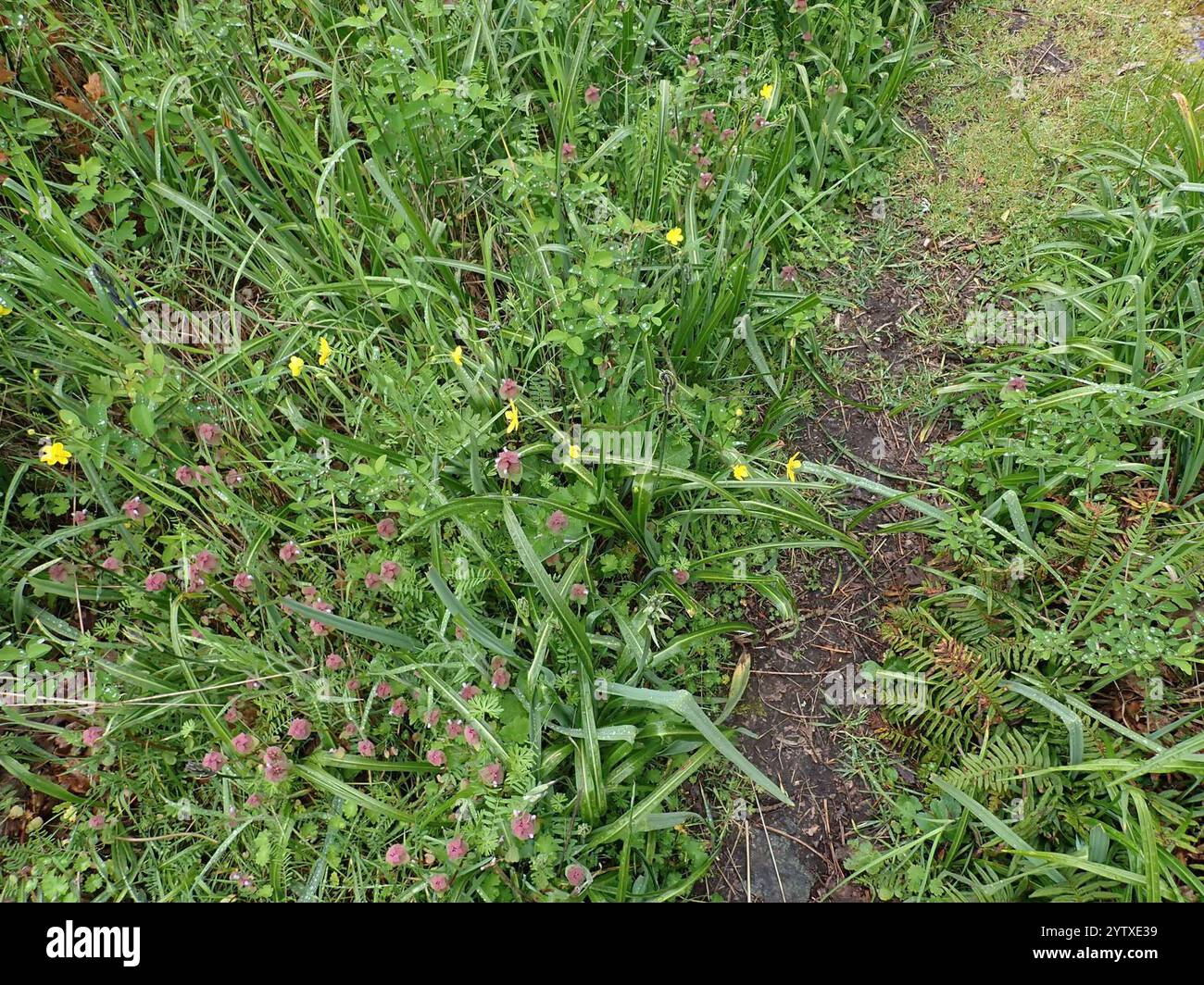 Western Buttercup (Ranunculus occidentalis Stock Photo - Alamy