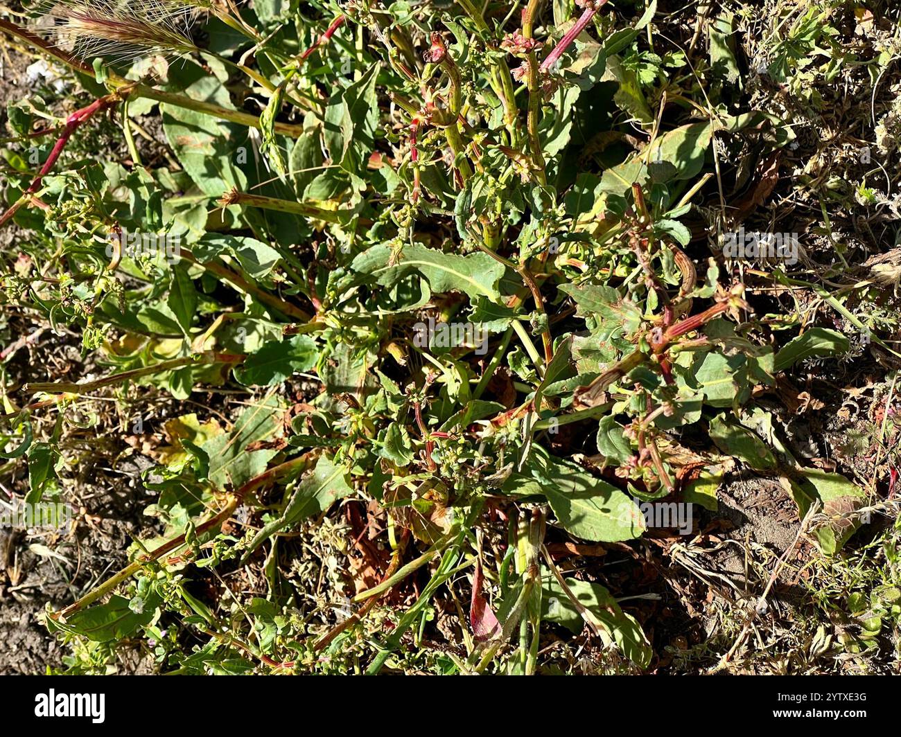 fiddle dock (Rumex pulcher Stock Photo - Alamy