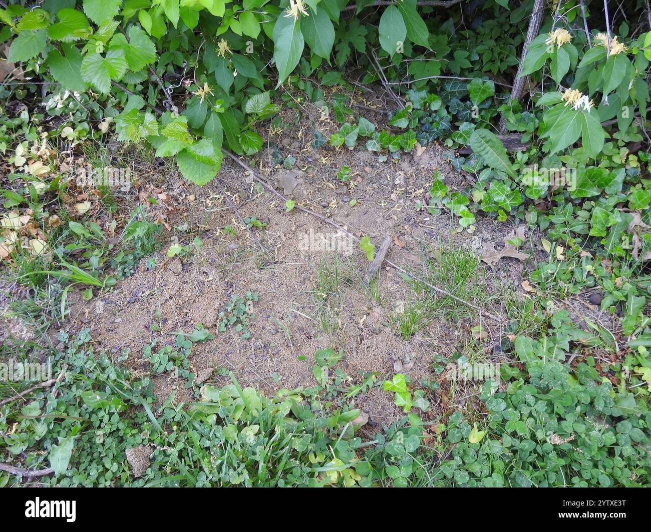 Silky Field Ant (Formica subsericea Stock Photo - Alamy