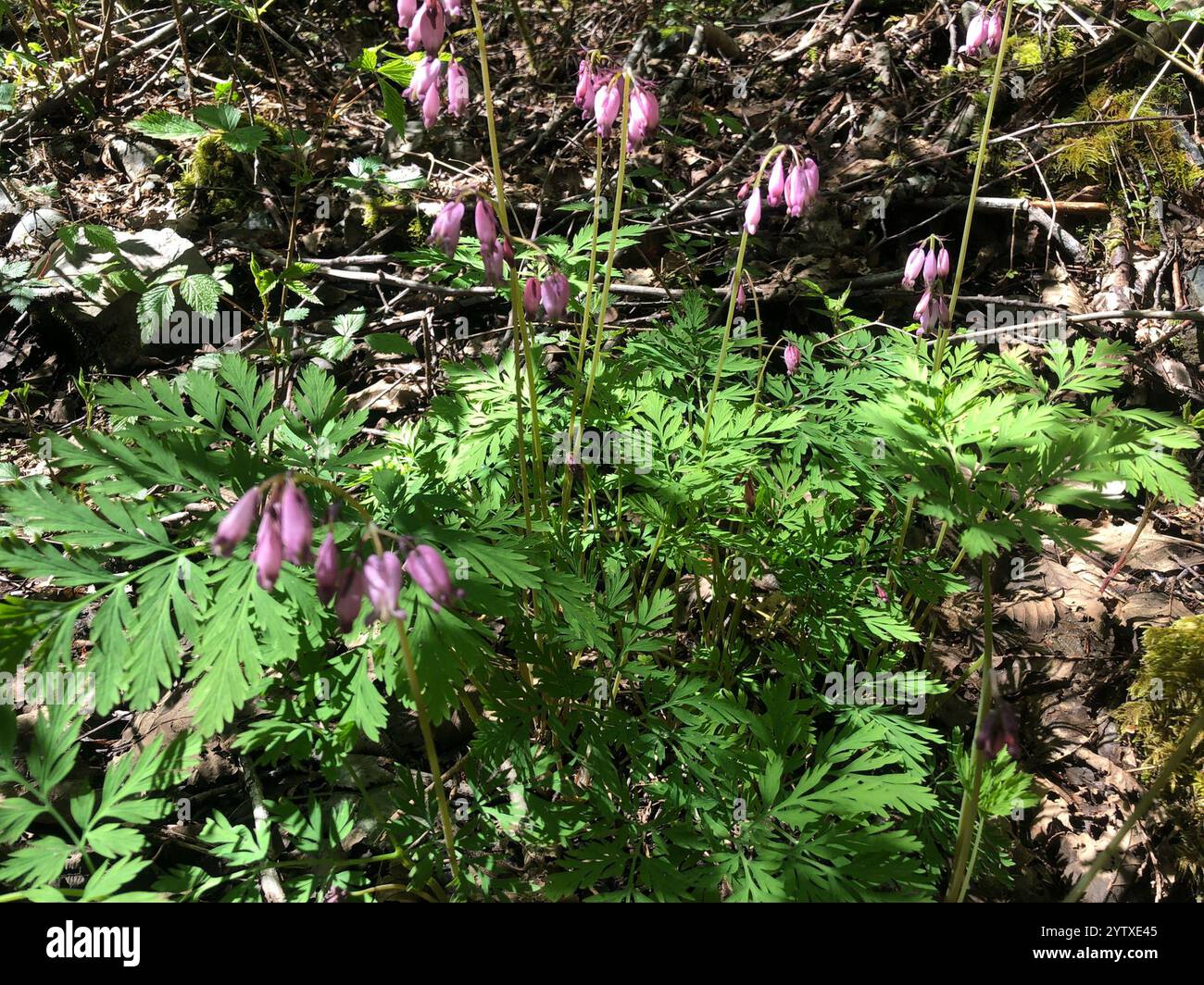 Pacific Bleeding Heart (Dicentra formosa Stock Photo - Alamy
