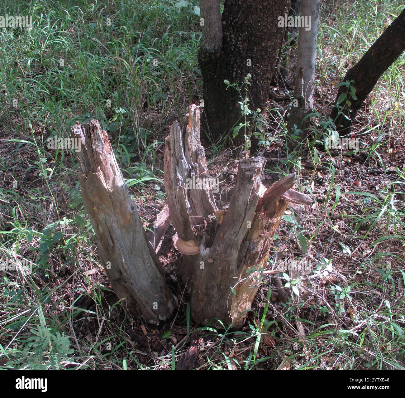 tamboti (Spirostachys africana Stock Photo - Alamy