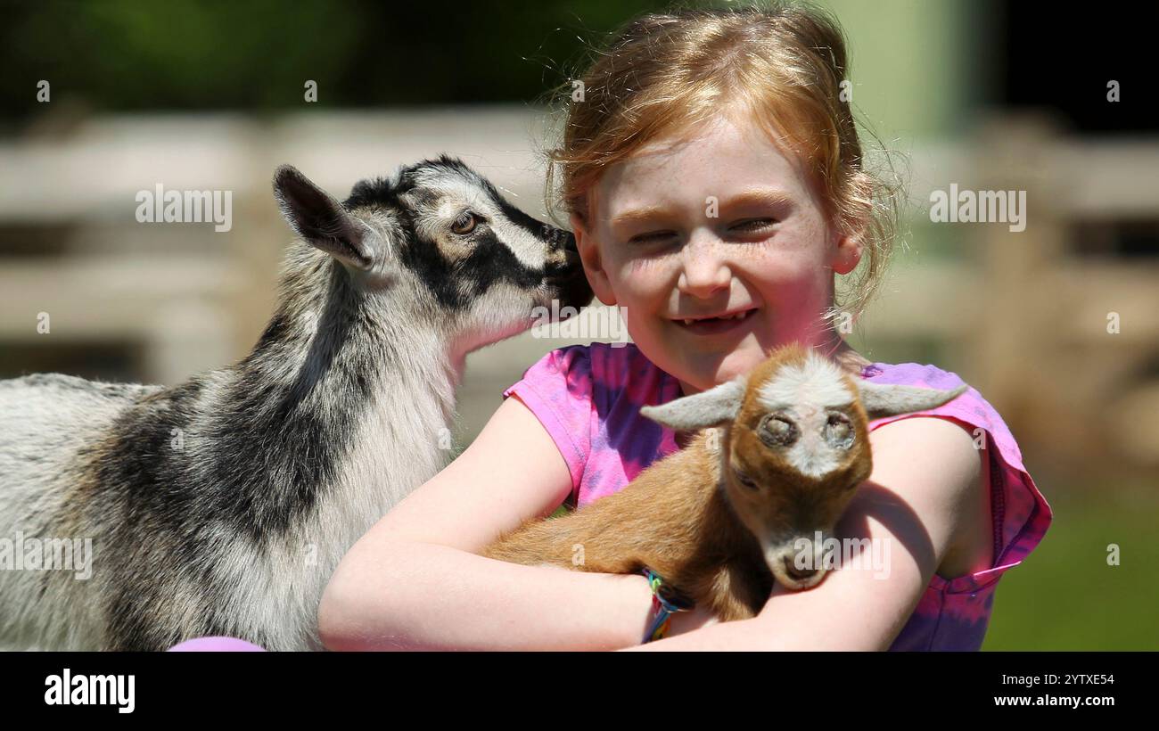 Seven-Year girl and baby goats at the farm Stock Photo - Alamy