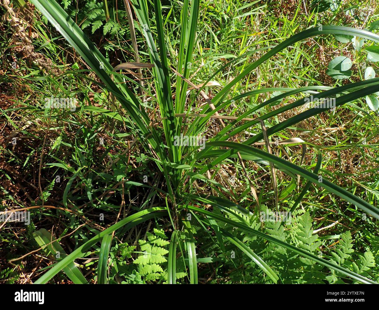 Purple Umbrella Sedge (Cyperus congestus Stock Photo - Alamy