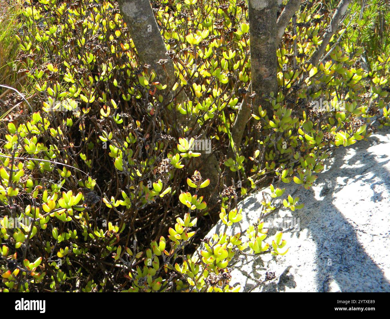Sickleleaf hi-res stock photography and images - Alamy