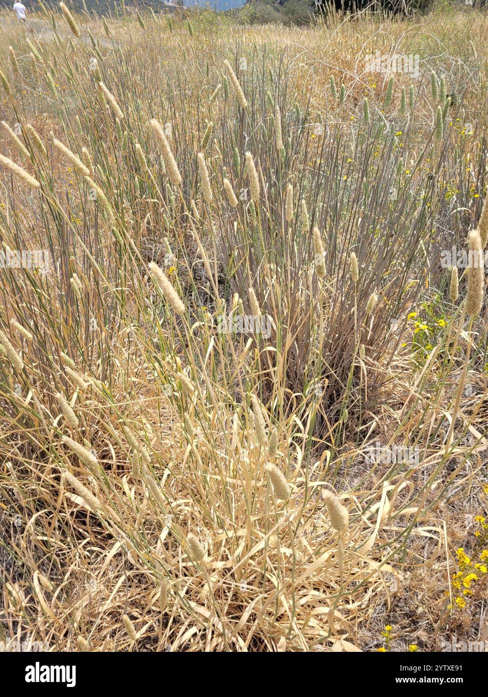 Phalaris aquatica hi-res stock photography and images - Alamy