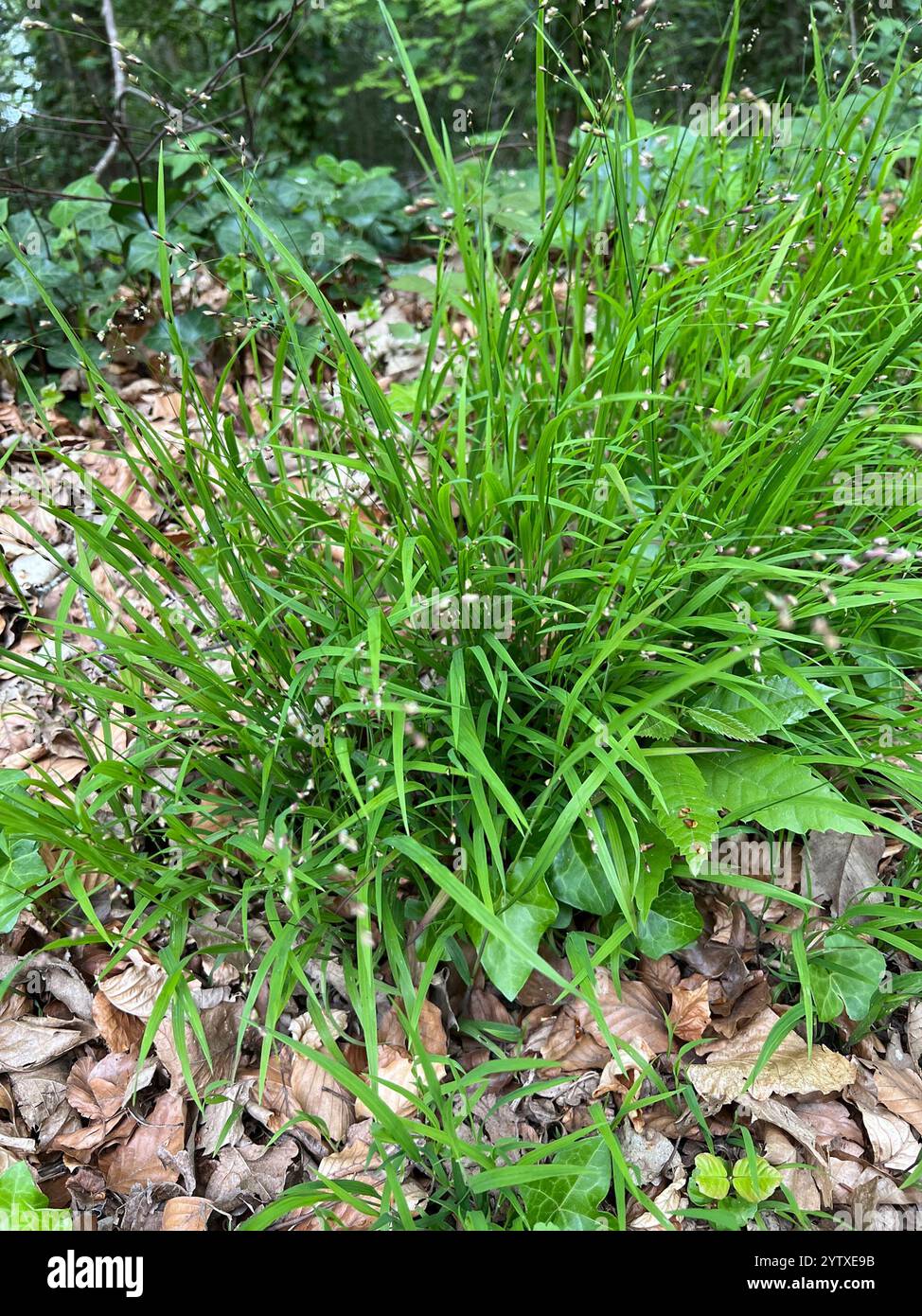 Wood Melick (Melica uniflora Stock Photo - Alamy