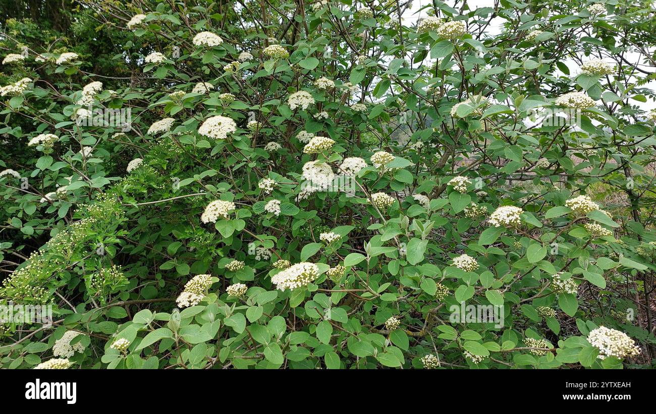 Wayfaring-tree (Viburnum lantana Stock Photo - Alamy