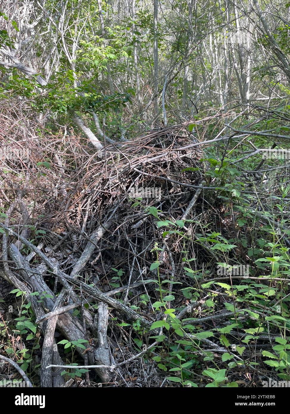 Neotoma fuscipes hi-res stock photography and images - Alamy