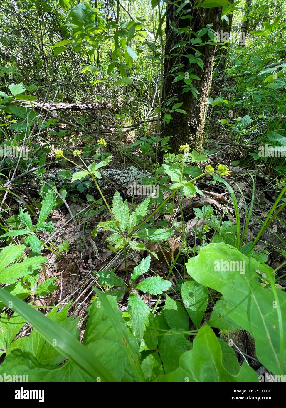 Clustered Sanicle (Sanicula odorata Stock Photo - Alamy