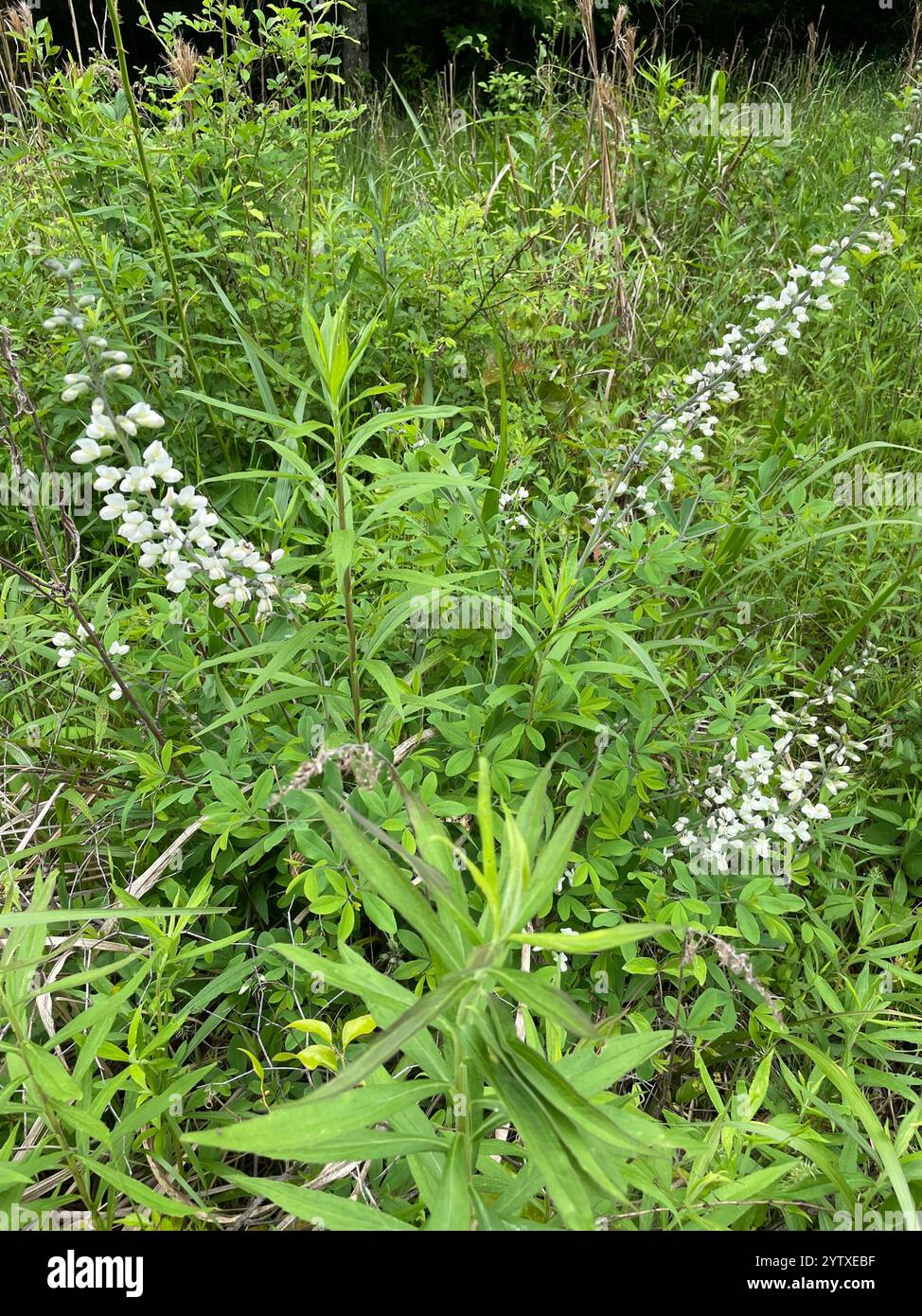 white wild indigo (Baptisia alba Stock Photo - Alamy