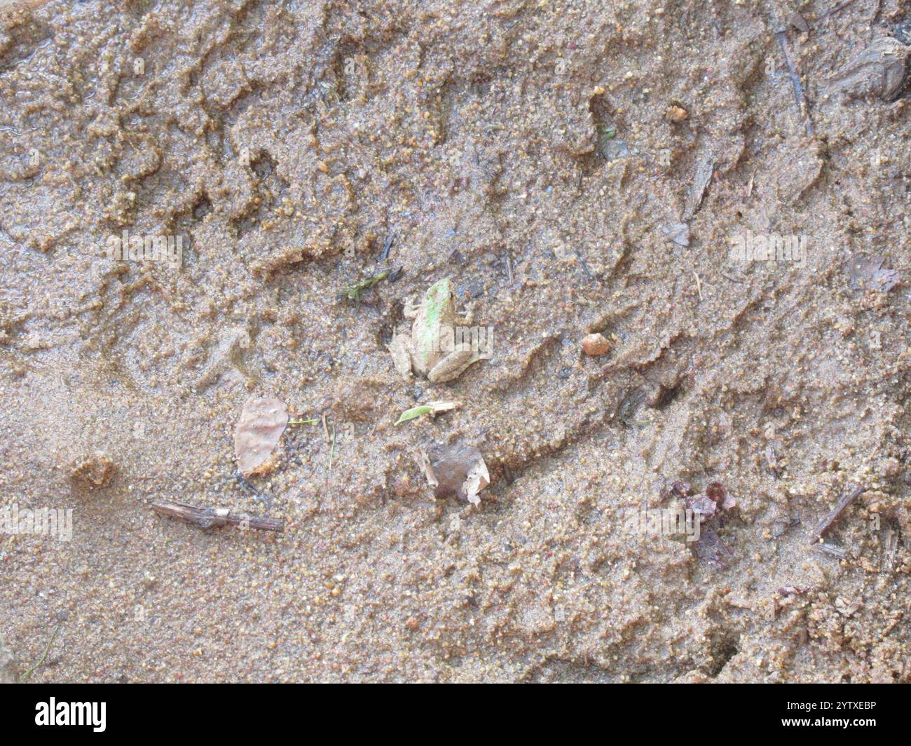 Northern Cricket Frog (Acris crepitans Stock Photo - Alamy
