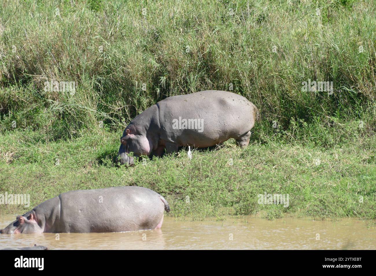 Common Hippopotamus (Hippopotamus amphibius Stock Photo - Alamy