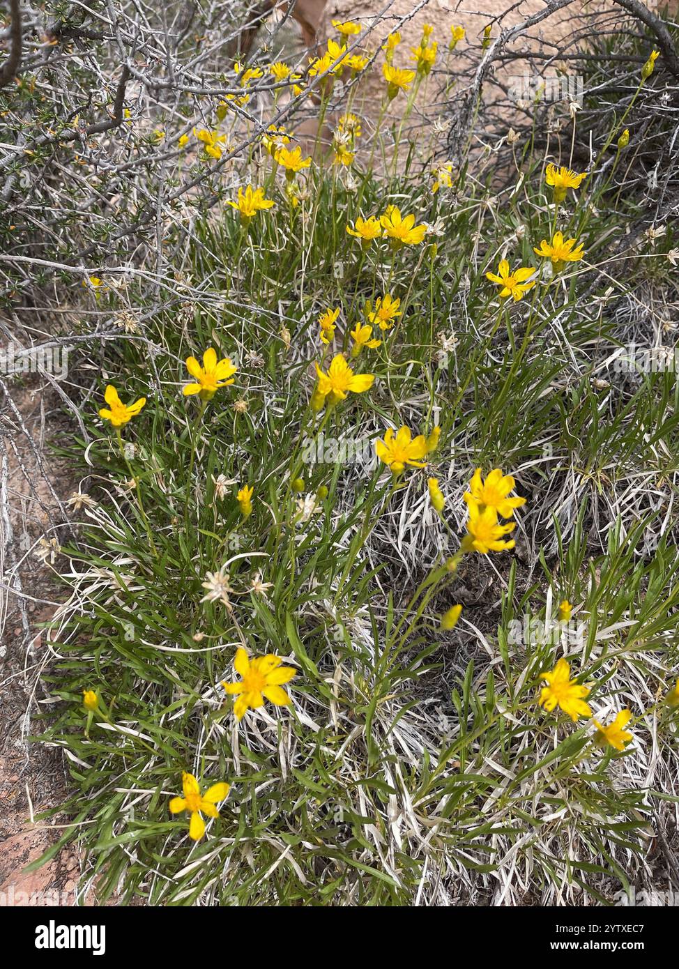 Thrift Mock Goldenweed (Stenotus armerioides Stock Photo - Alamy