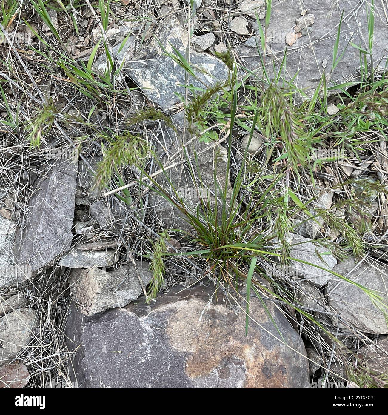 Bulbous Bluegrass (Poa bulbosa Stock Photo - Alamy