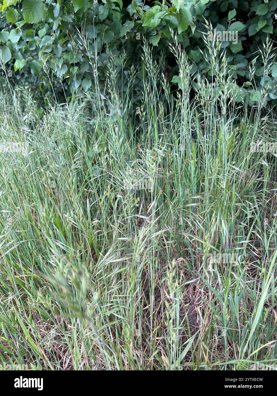 grasses, sedges, cattails, and allies (Poales Stock Photo - Alamy