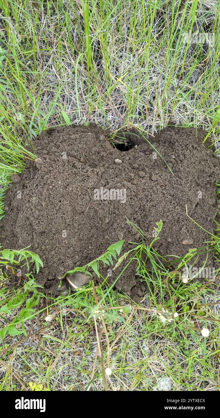 Pocket Gophers (Geomyidae Stock Photo - Alamy