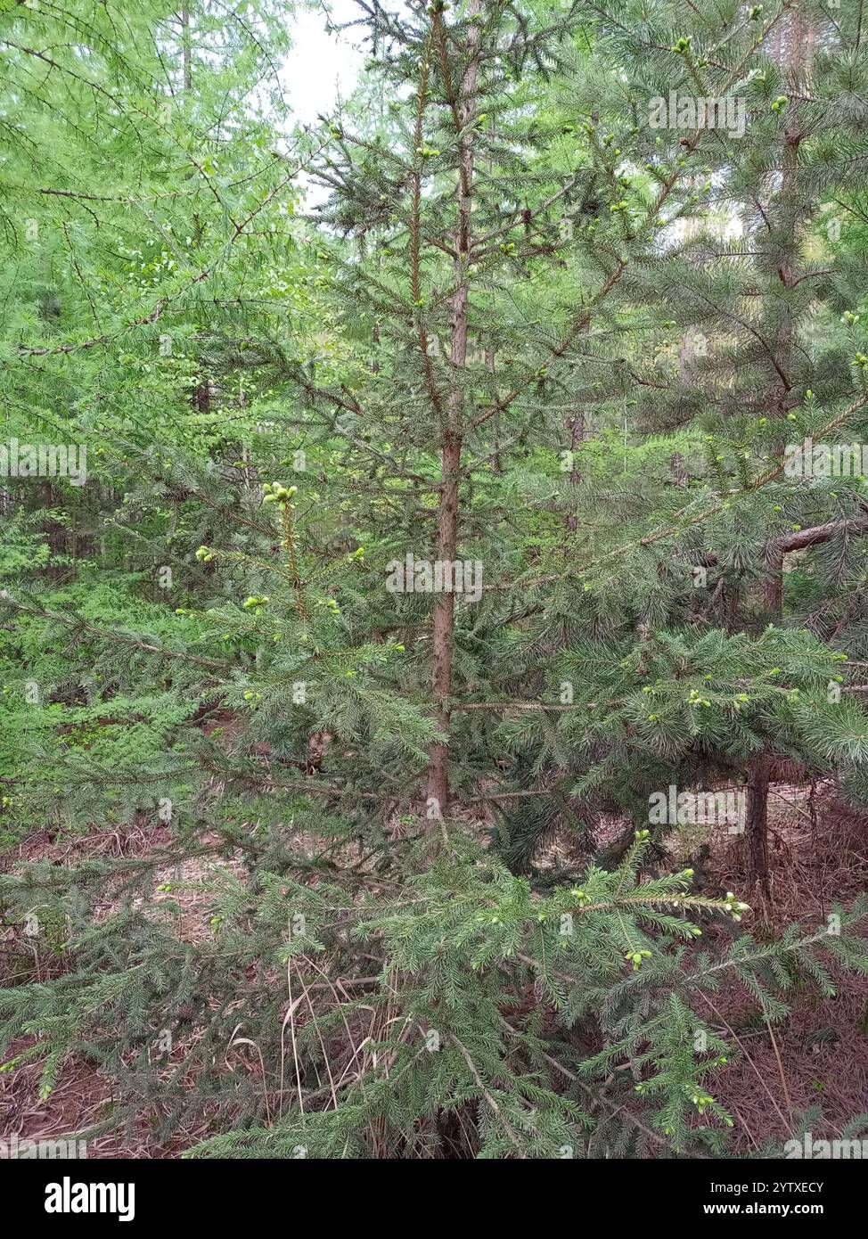 Siberian spruce (Picea obovata Stock Photo - Alamy