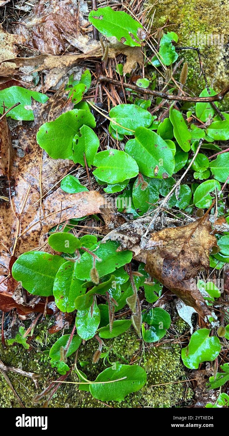 trailing arbutus (Epigaea repens Stock Photo - Alamy