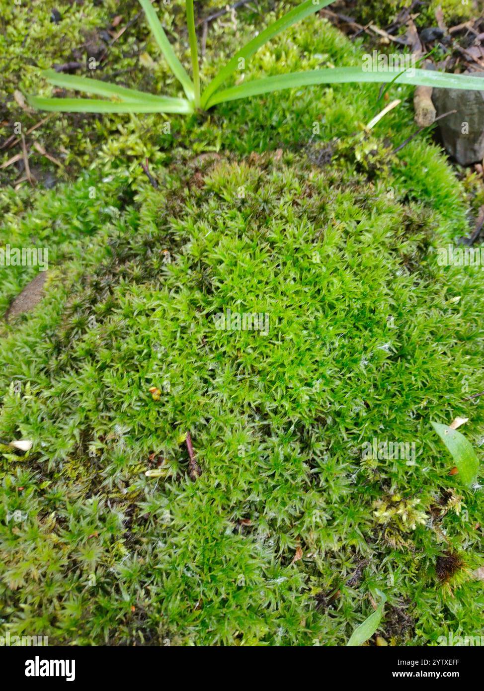 Catherine's moss (Atrichum undulatum Stock Photo - Alamy