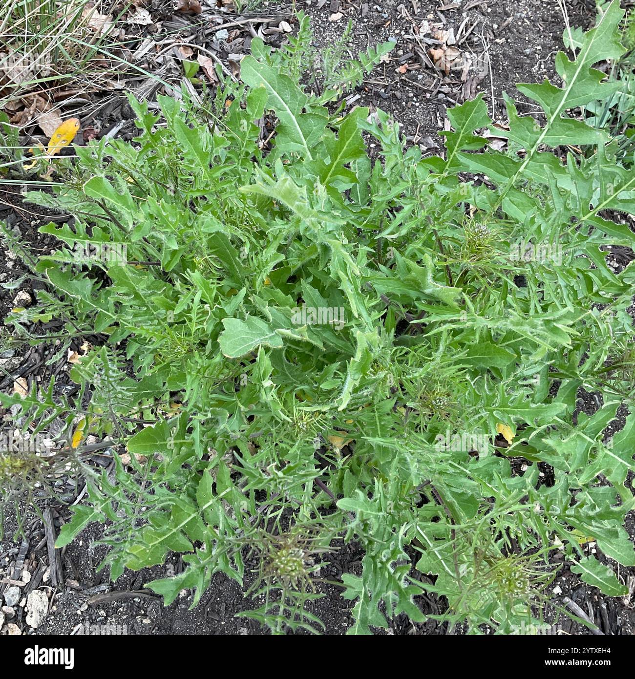 Tall Tumblemustard (Sisymbrium altissimum Stock Photo - Alamy