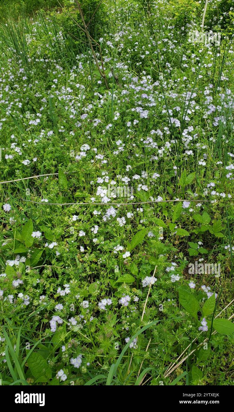 Miami Mist (Phacelia purshii Stock Photo - Alamy