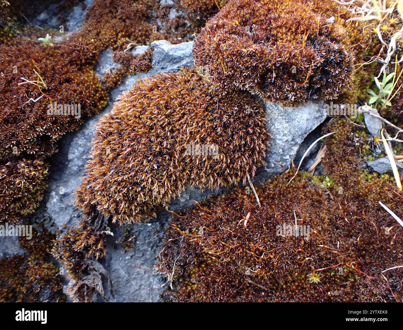 Papillose Bloom Moss (Schistidium papillosum Stock Photo - Alamy