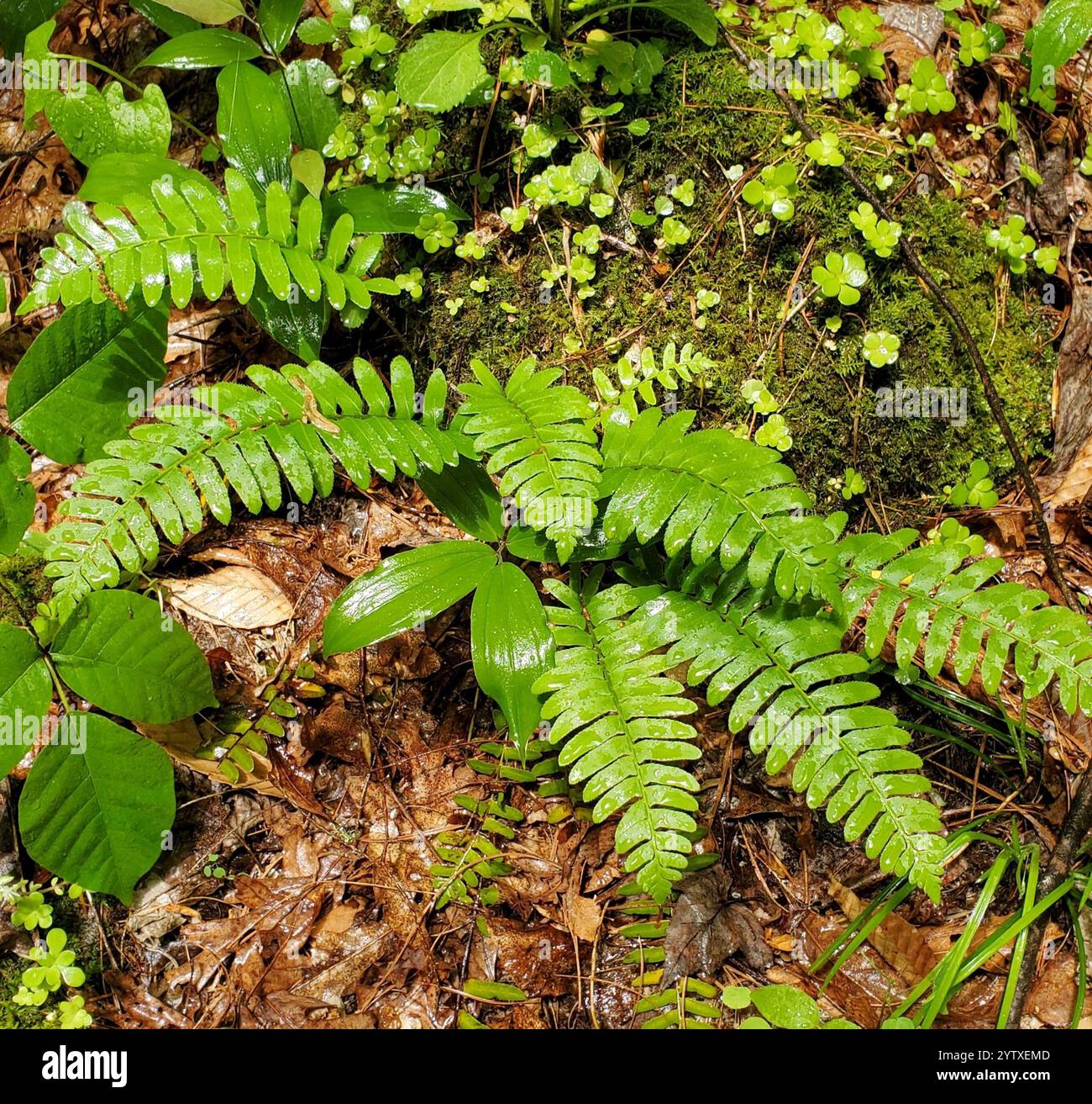 Christmas fern (Polystichum acrostichoides Stock Photo - Alamy