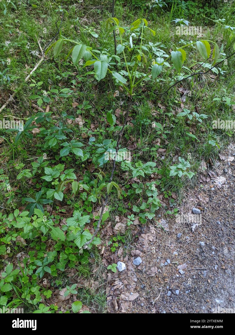 Persian walnut (Juglans regia Stock Photo - Alamy