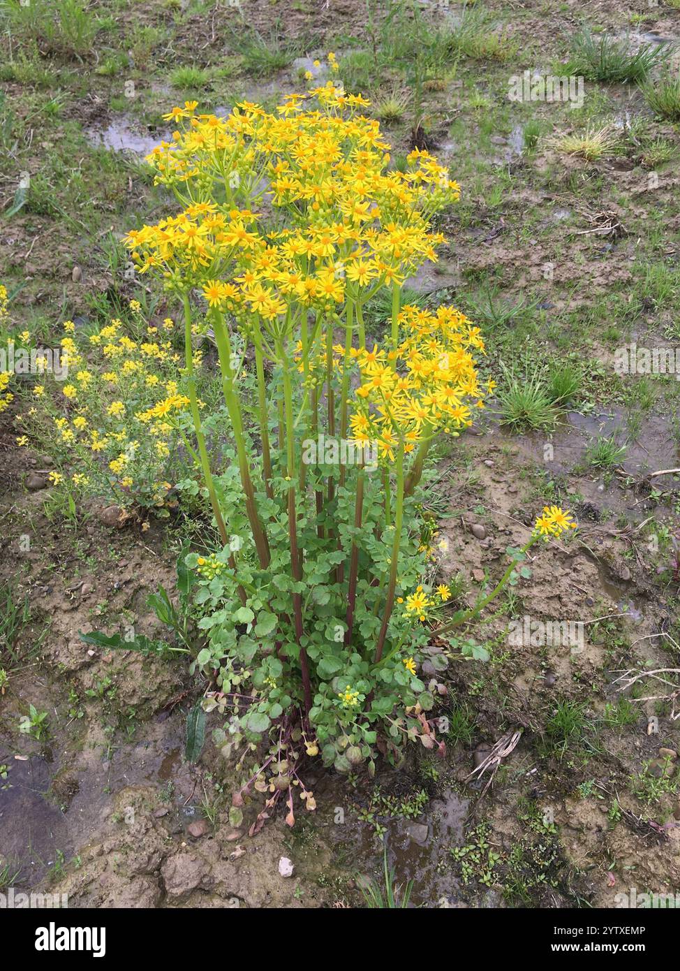 Butterweed (Packera glabella Stock Photo - Alamy
