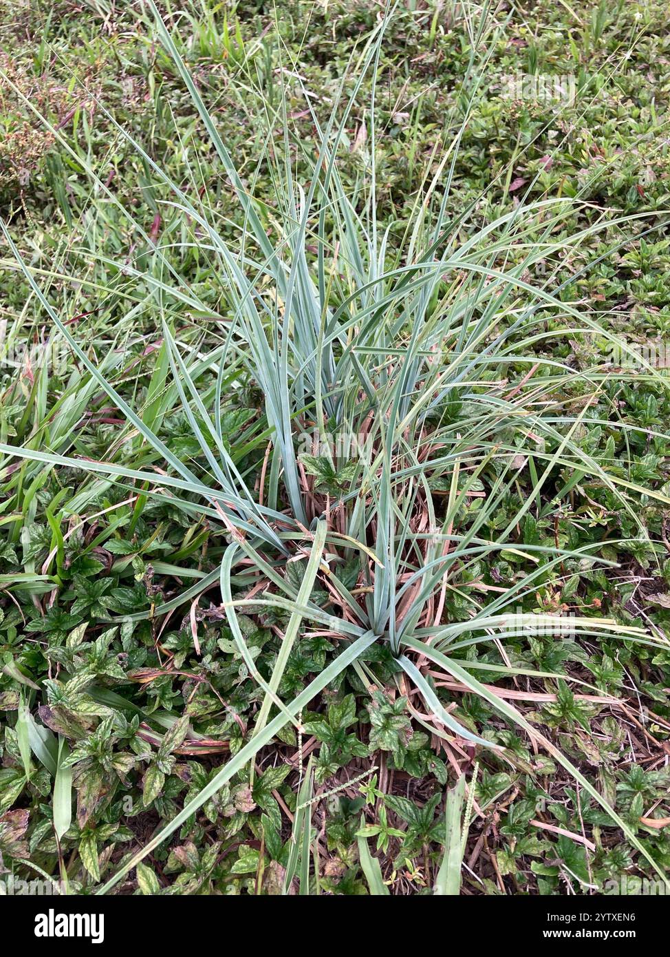 Swamp Flatsedge (Cyperus ligularis Stock Photo - Alamy