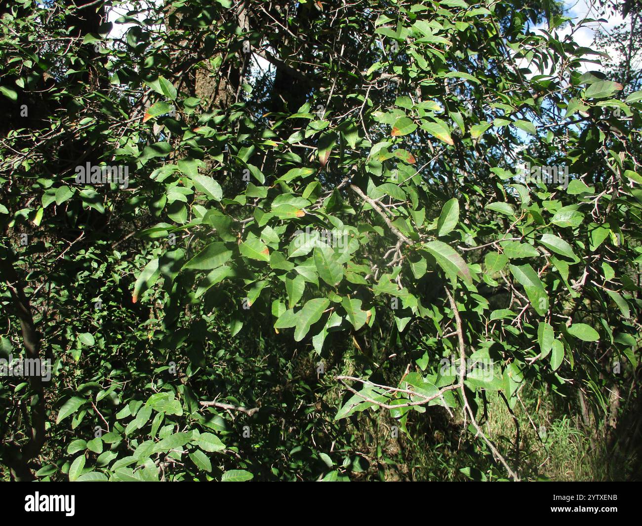 tamboti (Spirostachys africana Stock Photo - Alamy