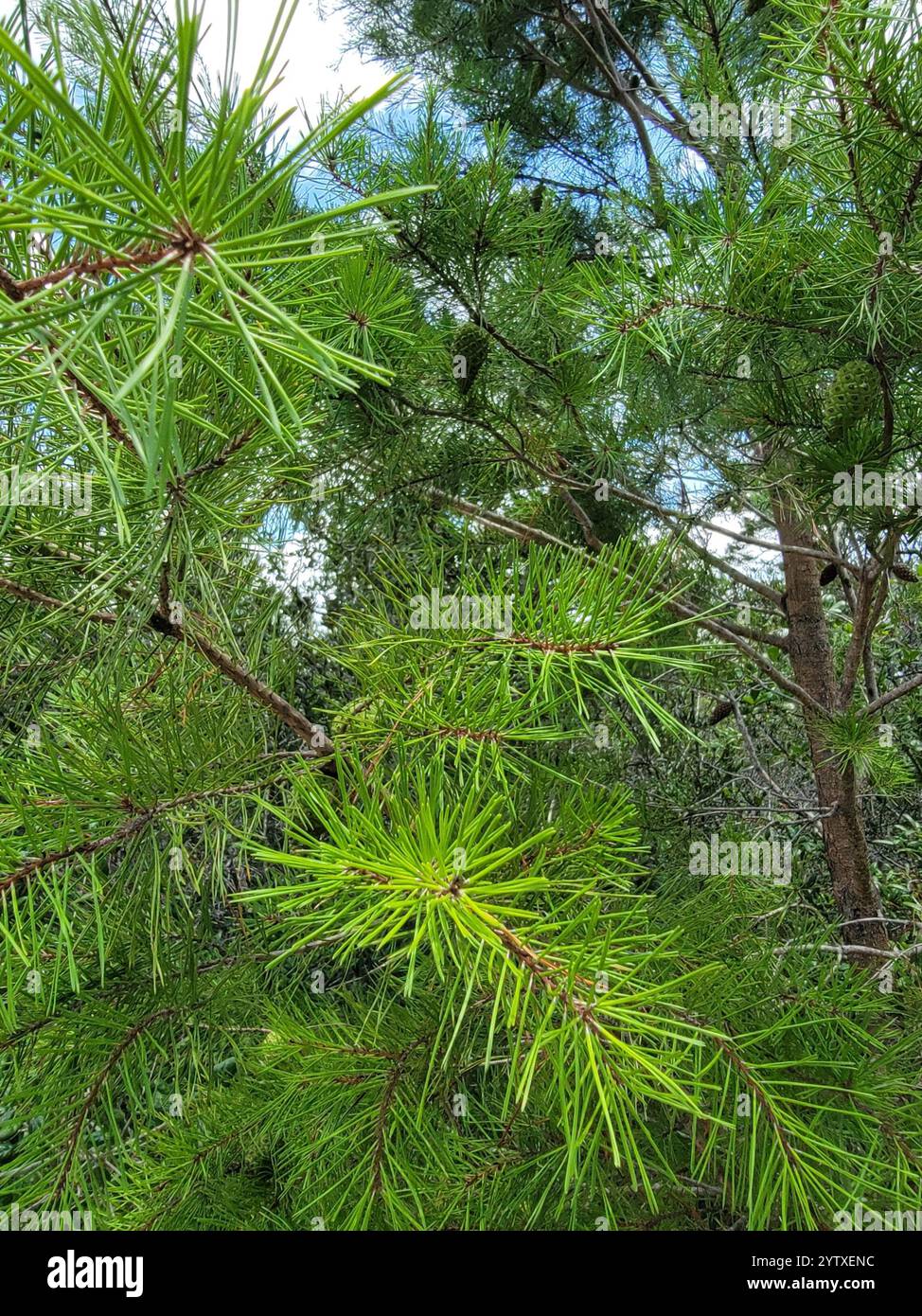 sand pine (Pinus clausa Stock Photo - Alamy