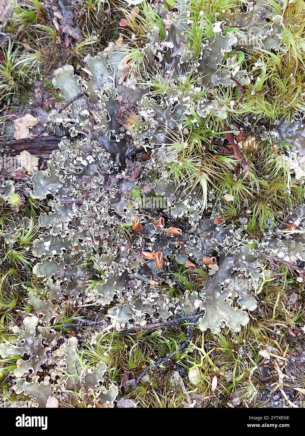many-fruited pelt lichen (Peltigera polydactylon Stock Photo - Alamy