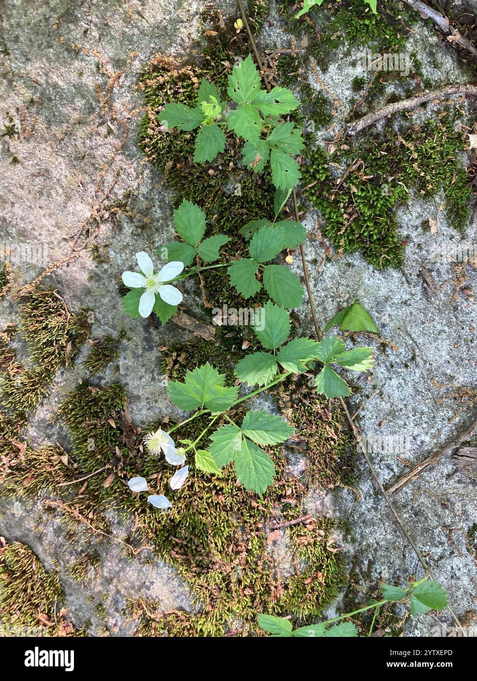 Common Dewberry (Rubus flagellaris Stock Photo - Alamy
