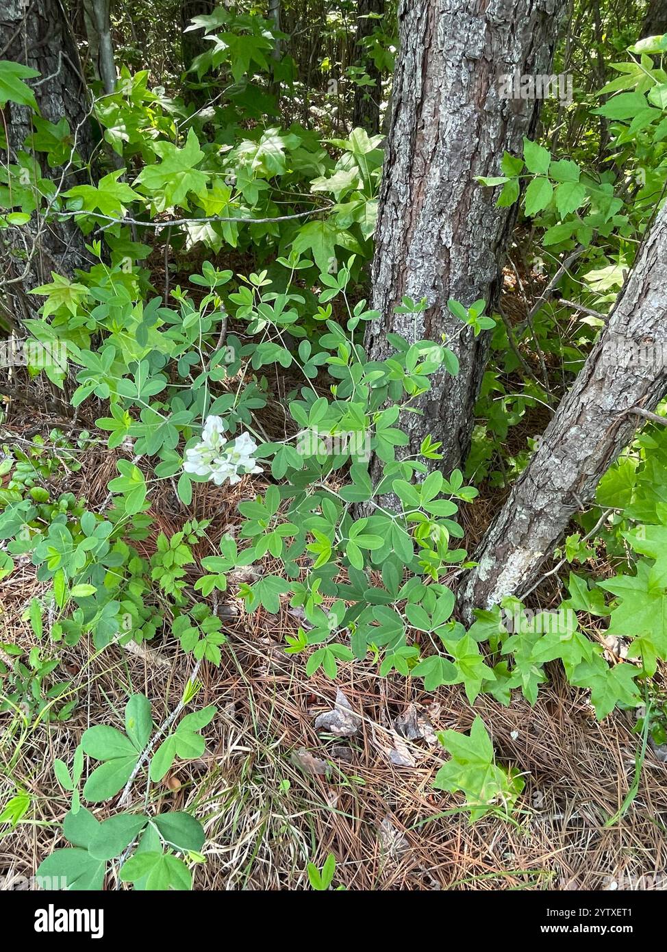 white wild indigo (Baptisia alba Stock Photo - Alamy