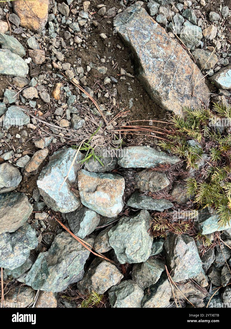 little mountain bluegrass (Poa curtifolia Stock Photo - Alamy