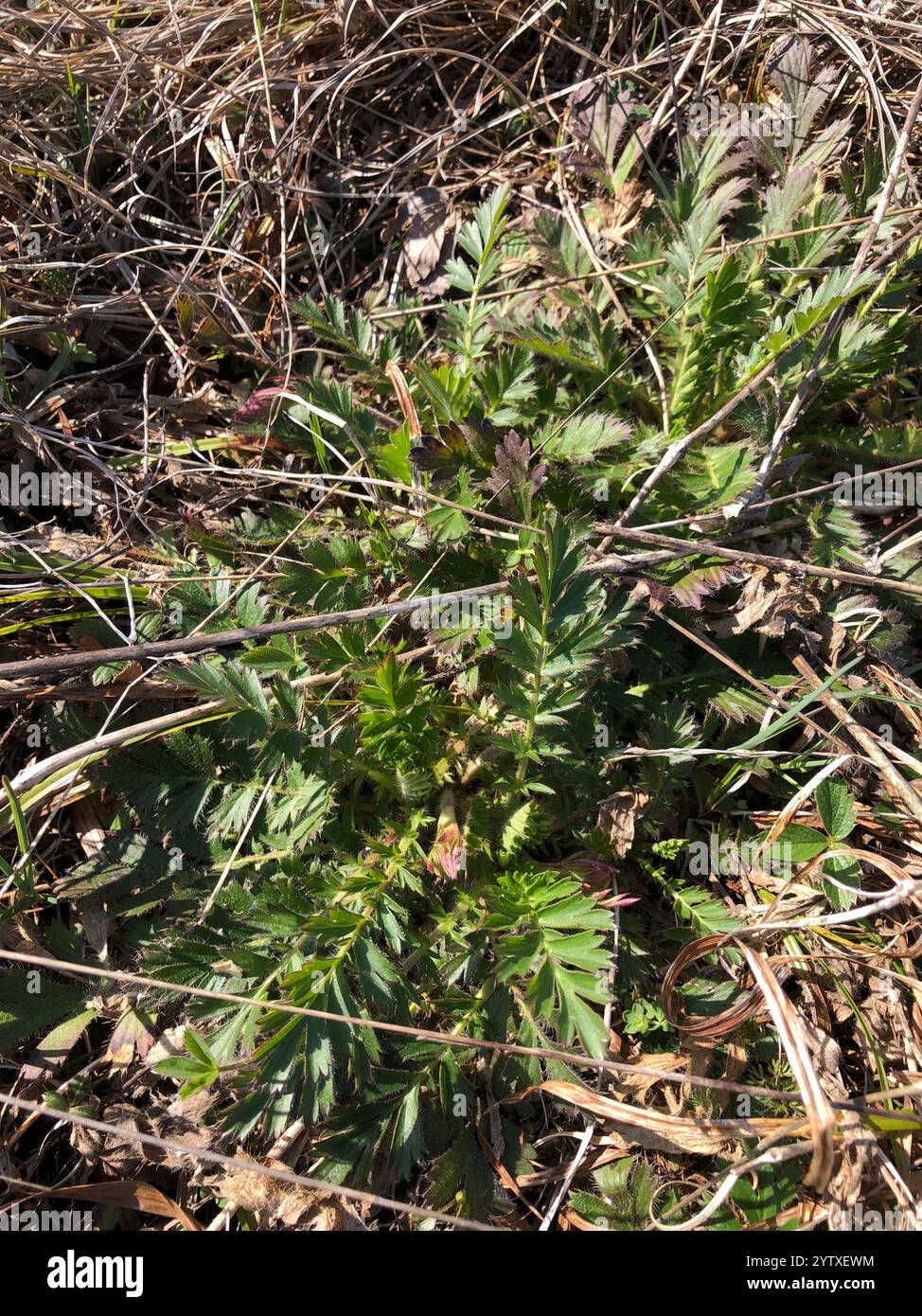 prairie smoke (Geum triflorum Stock Photo - Alamy