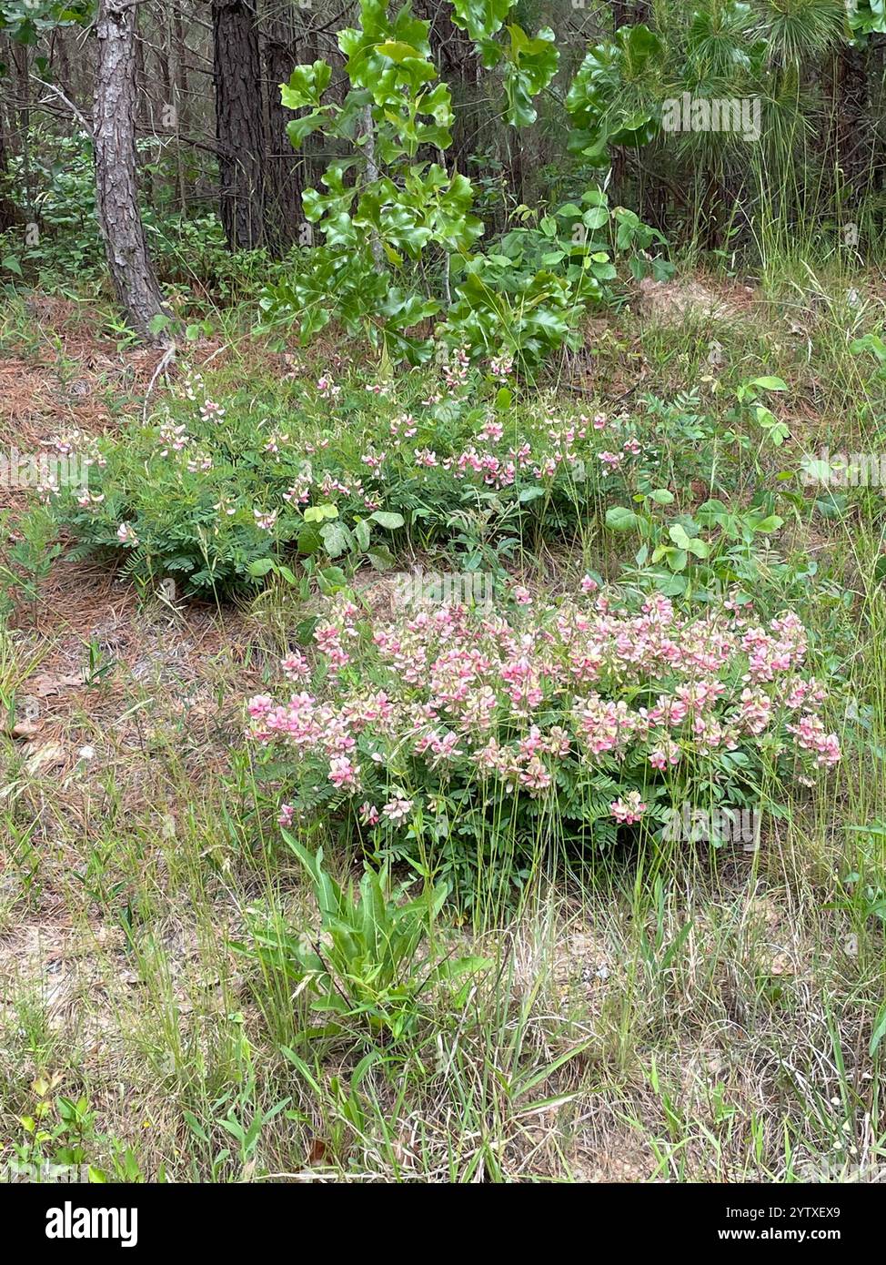 goat's rue (Tephrosia virginiana Stock Photo - Alamy