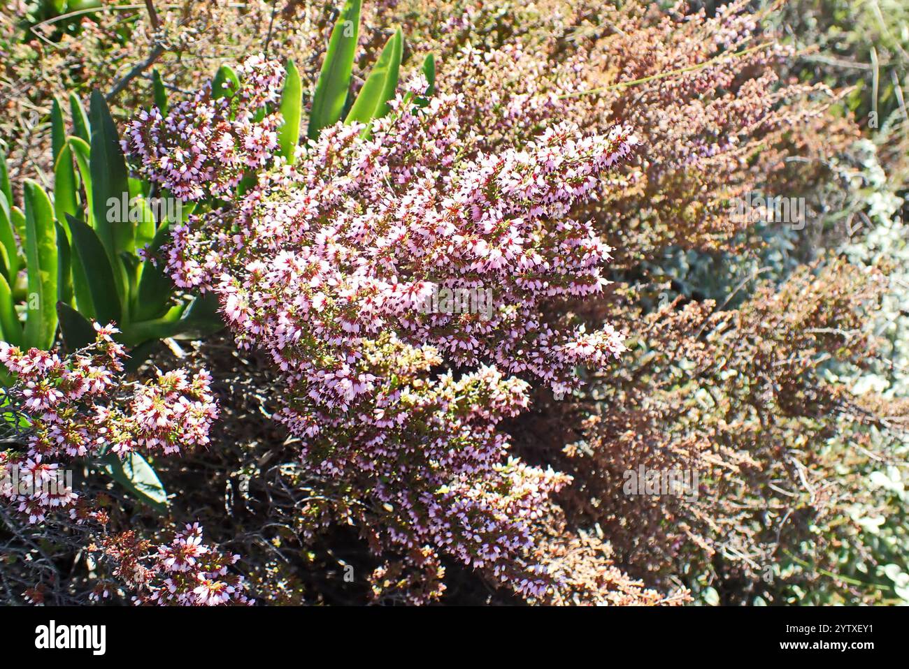 Rednut Heath (Erica anguliger Stock Photo - Alamy