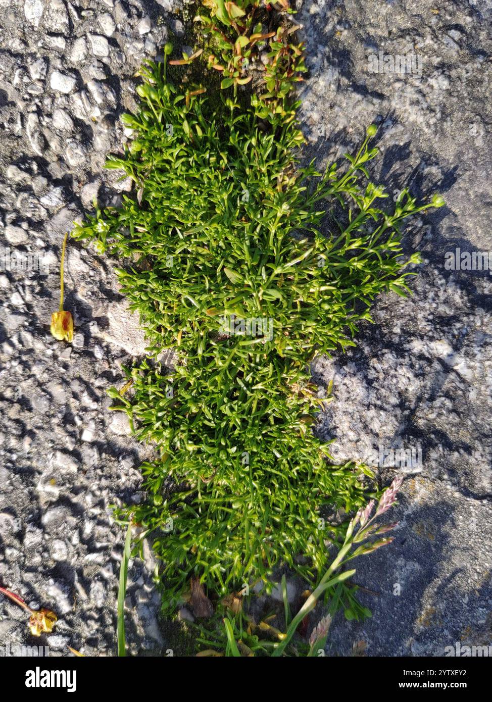 Procumbent Pearlwort (Sagina procumbens Stock Photo - Alamy