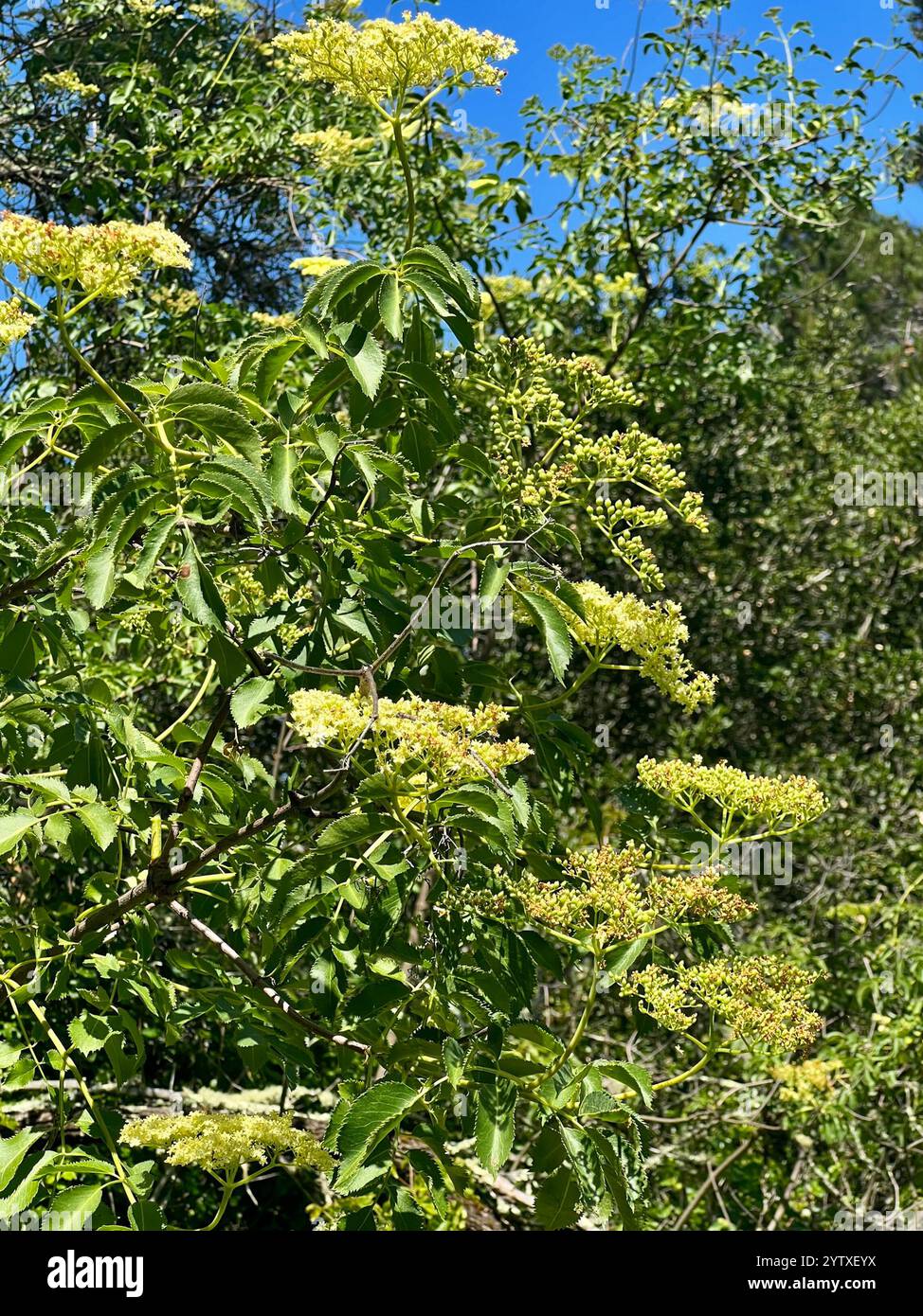 blue elder (Sambucus cerulea Stock Photo - Alamy