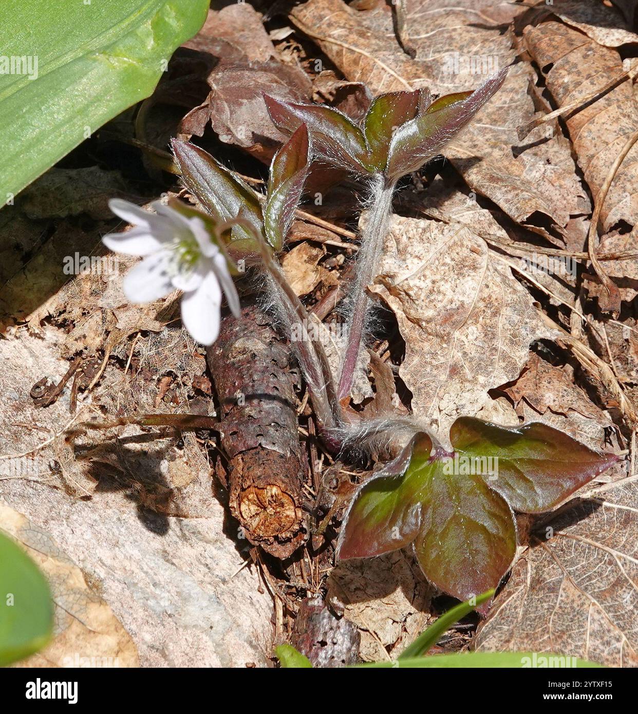 sharp-lobed hepatica (Hepatica acutiloba Stock Photo - Alamy