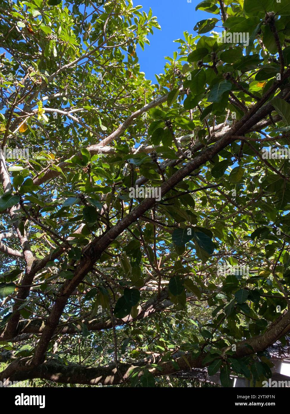 Giantleaf Fig (Ficus lutea Stock Photo - Alamy